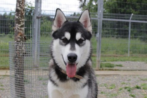 Arkani | Nothilfe für Polarhunde