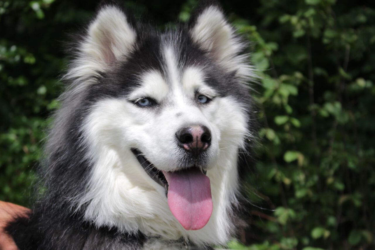 Jacky | Nothilfe für Polarhunde