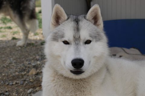 Cesar | Nothilfe für Polarhunde